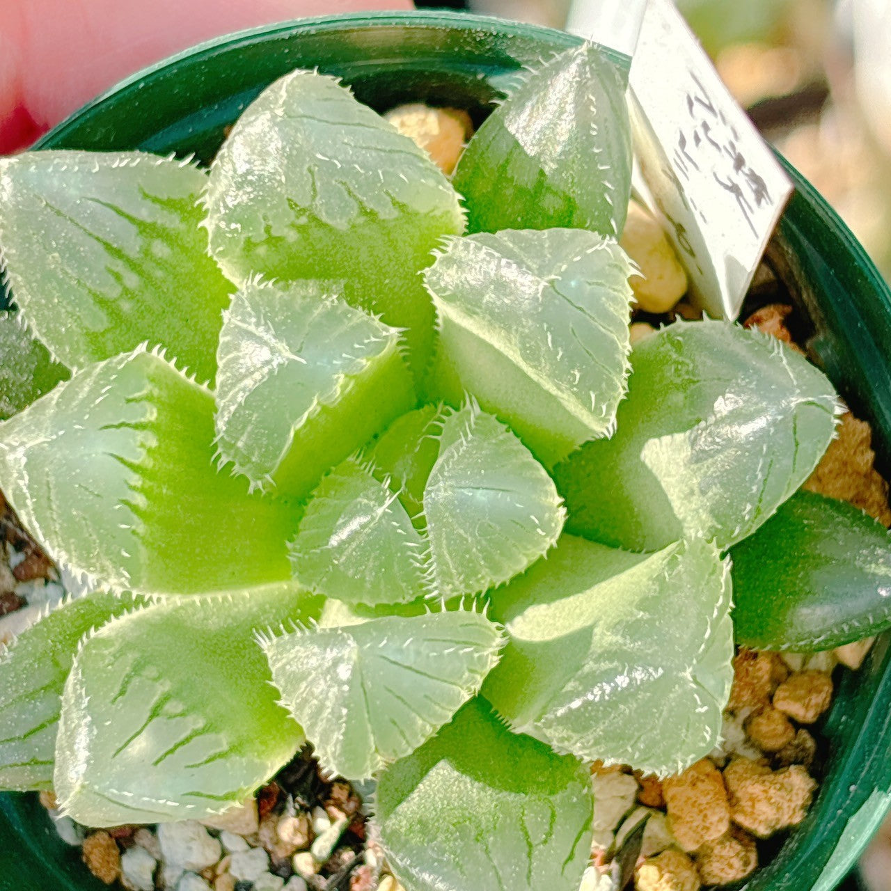 特大ブルーレンズhyb 6 – Bull Succulent