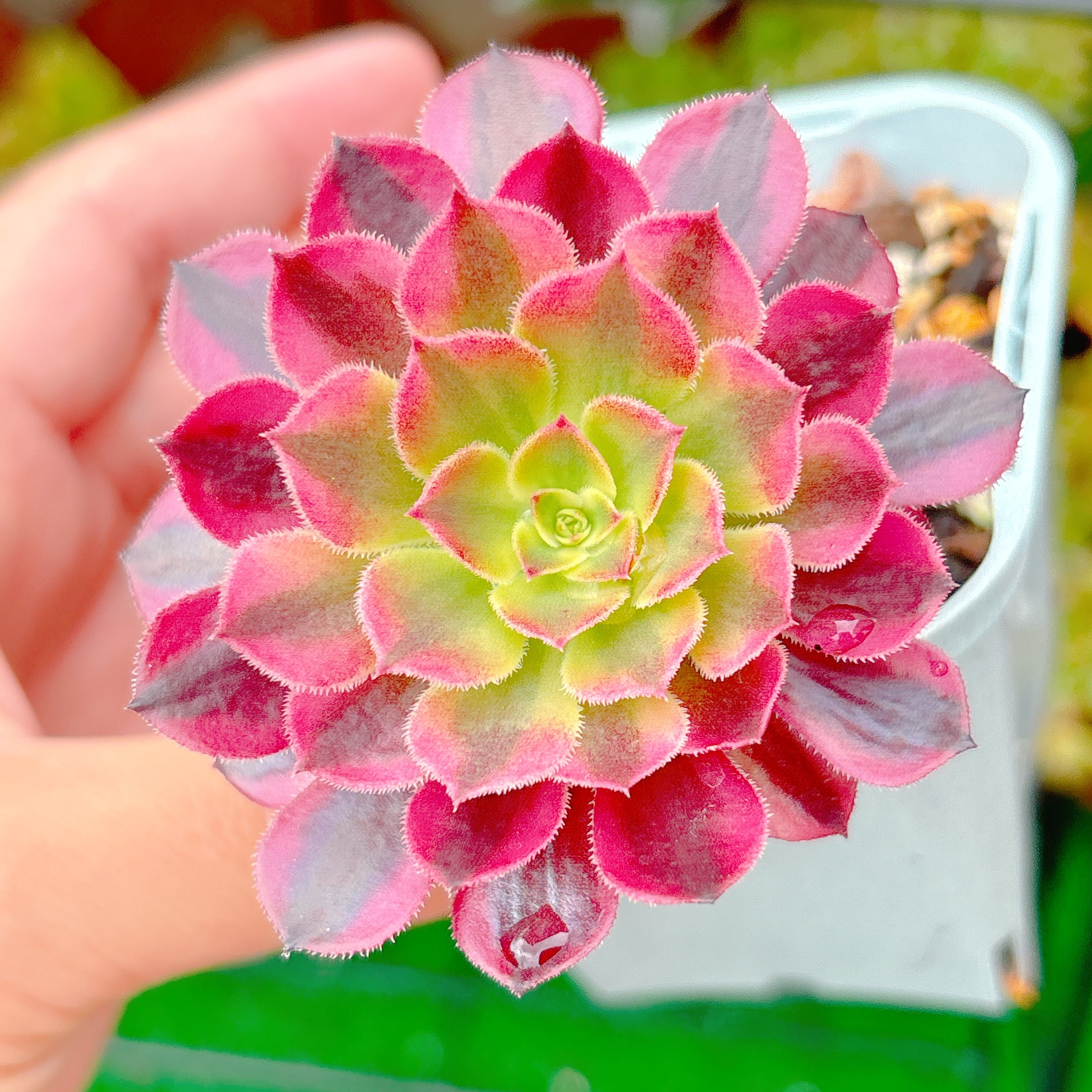 マリド錦 特級品 31 – Bull Succulent