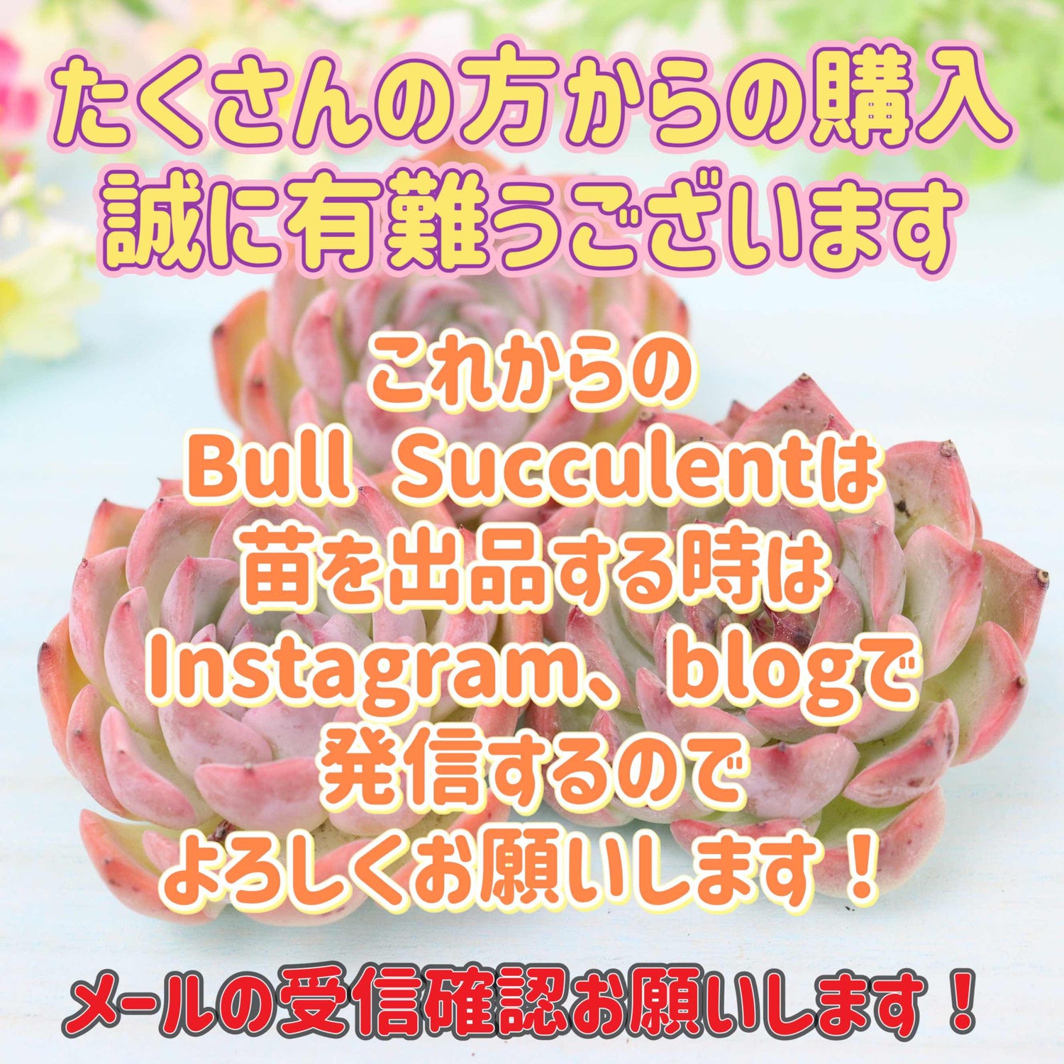 ブログ – Page 2 – Bull Succulent