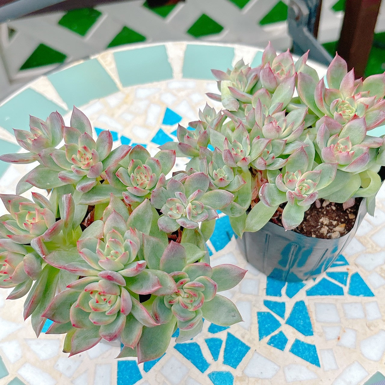 H awaga A品 – Bull Succulent