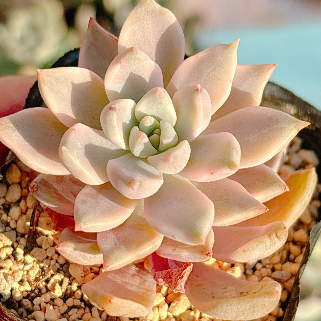 ピンクプリティ錦 A品 27 – Bull Succulent ピンクプリティ錦 A品 27 – Bull Succulent