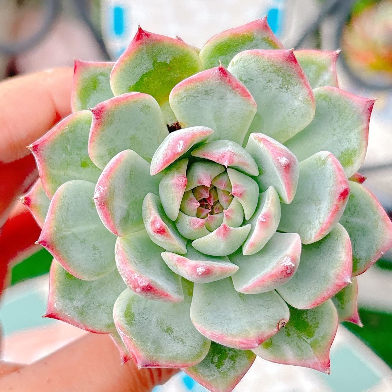 チワワエンシス錦 A品 039 – Bull Succulent
