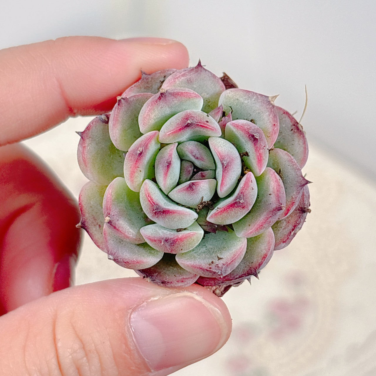 商品一覧 – Page 3 – Bull Succulent 商品一覧 – Page 3 – Bull Succulent