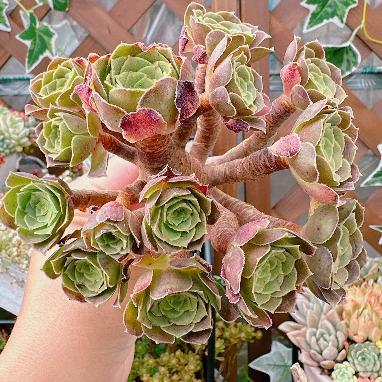 オランダローズ 特級品 – Bull Succulent オランダローズ 特級品 – Bull Succulent