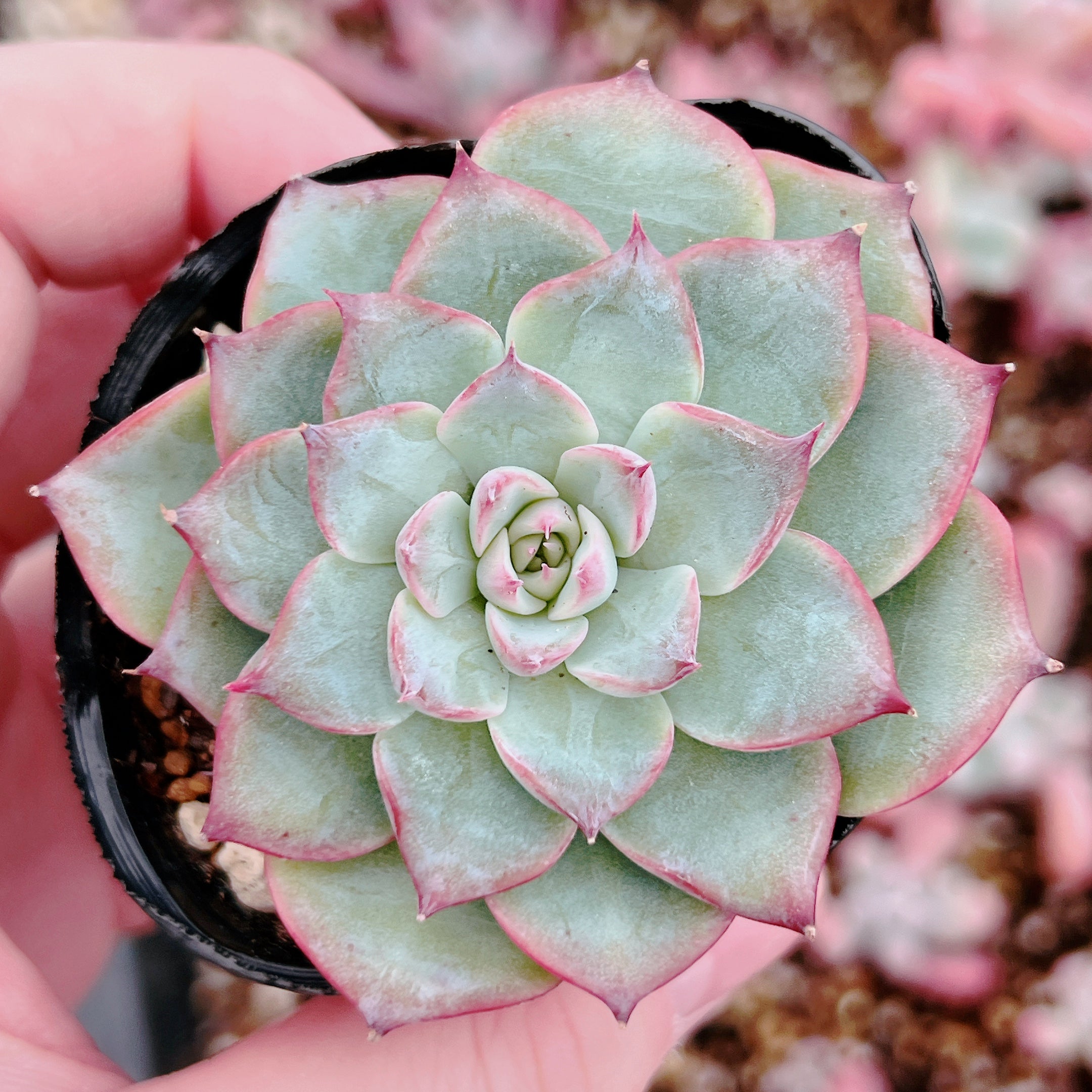 ラウレンシスsp 47 – Bull Succulent